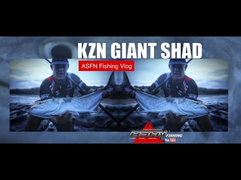 KZN Giant Shad - Fishing - YouTube