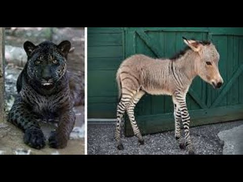 Cross-breed Animals You Don't Know | Might You Know IT - YouTube