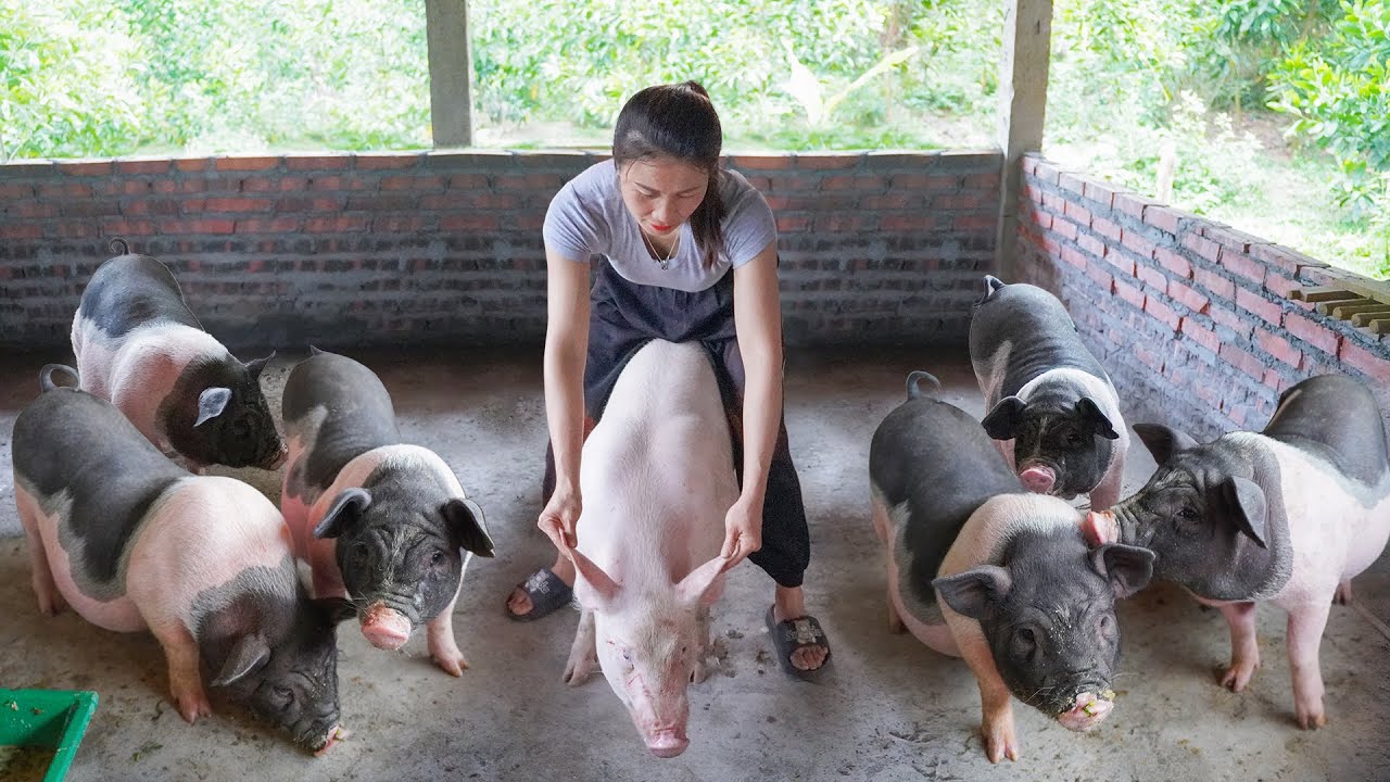 Buy Pigs To Raise - Complete Renovate a Part Of The Chicken Coop Into ...