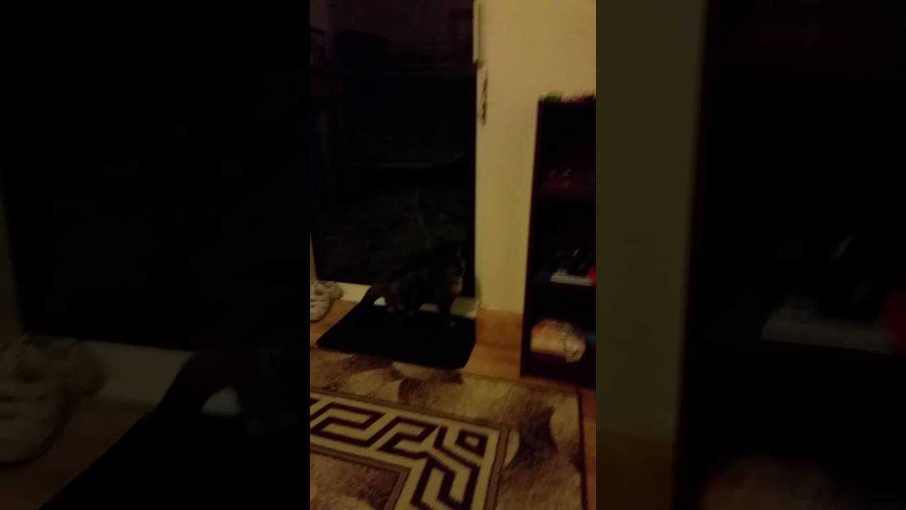 Prig prig..... - YouTube