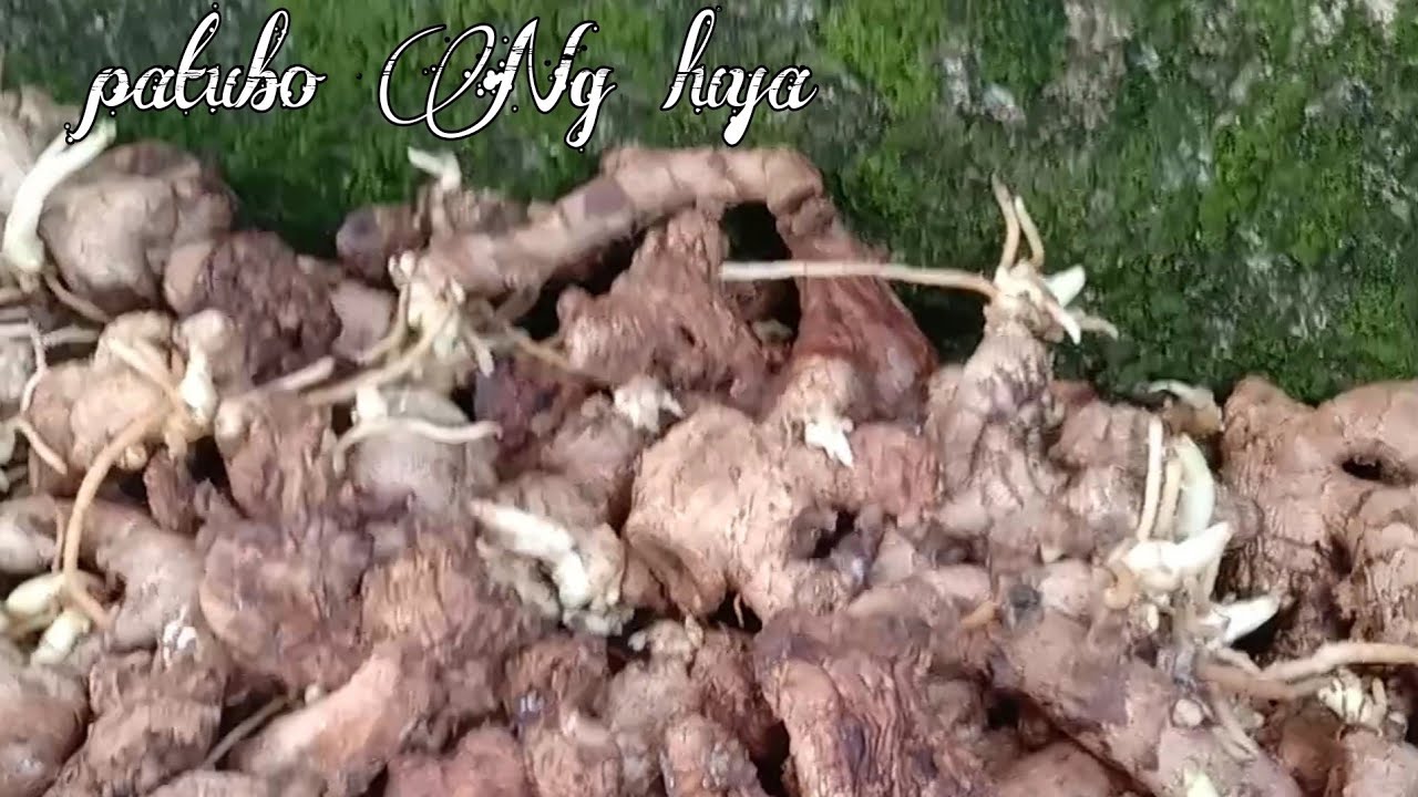 paano magpatubo Ng luya / bago itanim sa lupa / luya recipe - YouTube