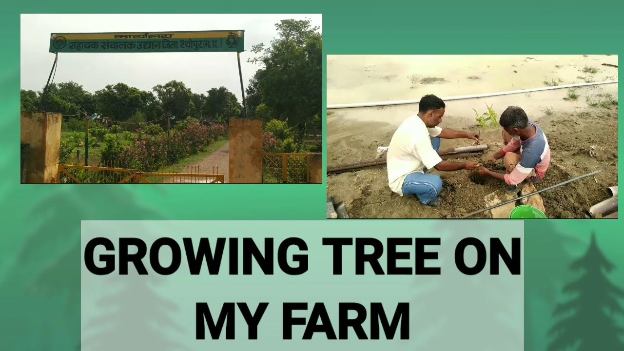 Growing tree on my farm / How we planted neem trees on my farm house # ...