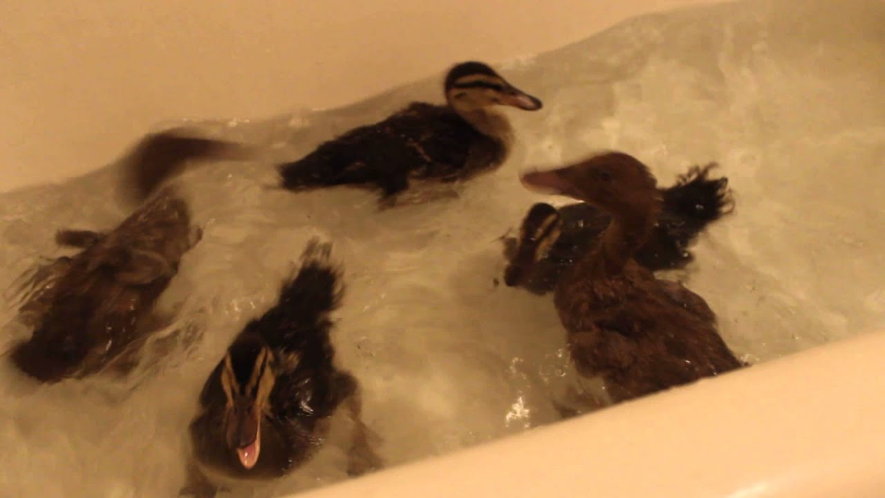 3 week old ducks swimming (voices changing) - YouTube