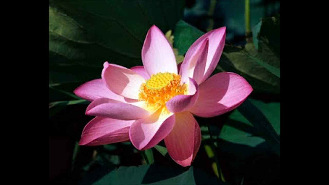 The Metta Sutta English Youtube