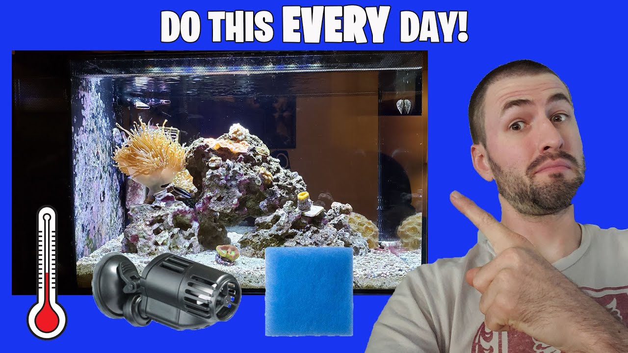 Owning A Fish Tank - Daily Routine! (Fresh OR Salt!) - YouTube
