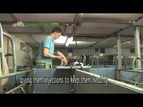 Preparing for Calving Sow having piglets