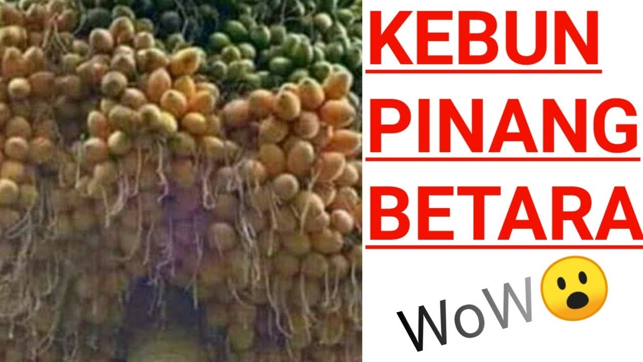 KEBUN PINANG BETARA & MENJUAL BIBITYA - YouTube