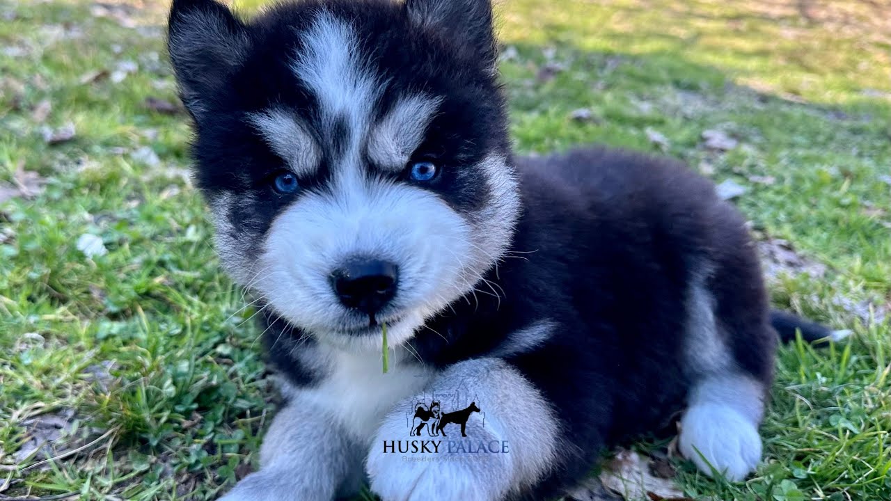 Patrick Mahomes | Husky Palace - YouTube