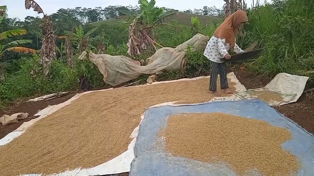 FINISHING TOUCH PEMBERSIHAN PADI - YouTube