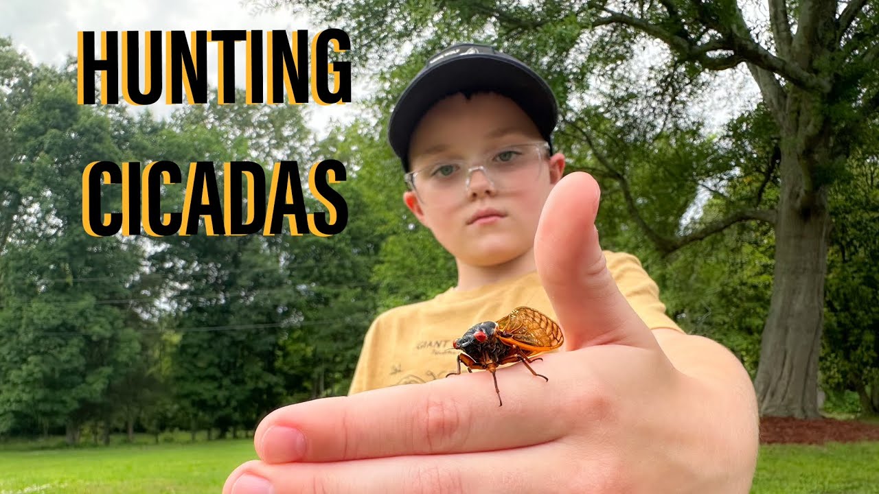 Southern cicada hunting with young bug hunter 🪰 - YouTube