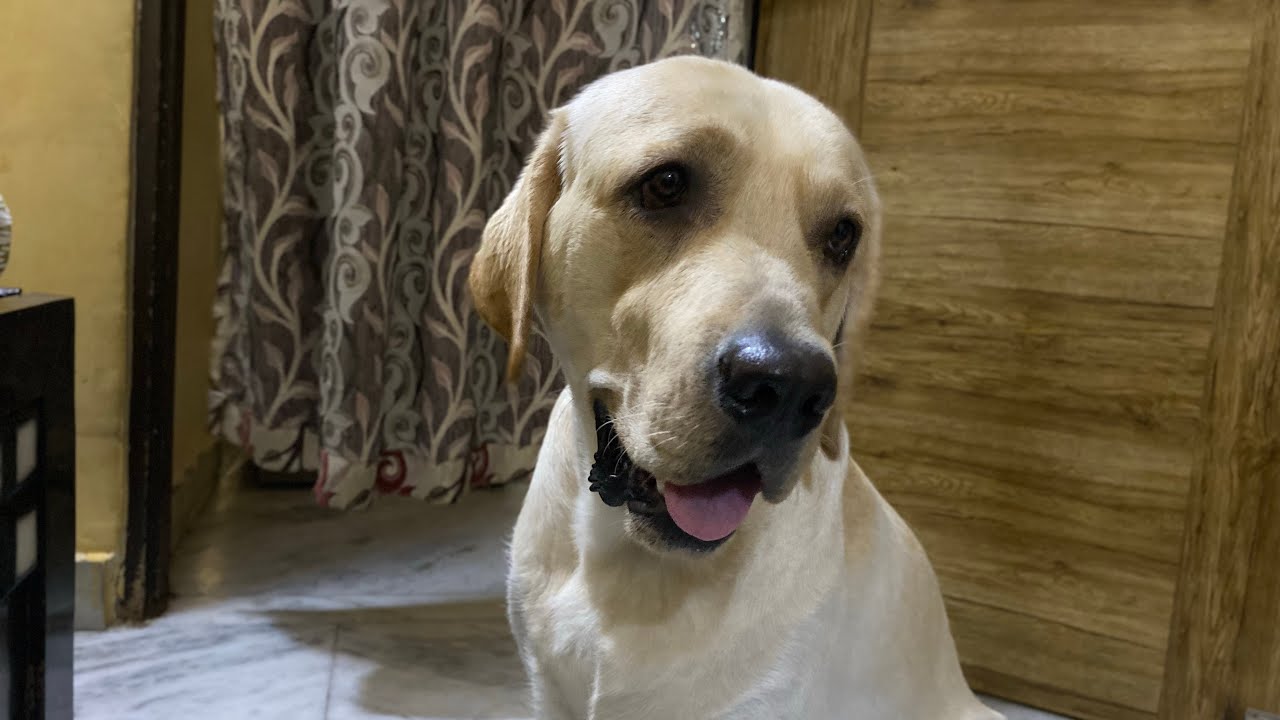 Funny Olive Talking And Arguing With Their Human Compilation. 😂 - YouTube