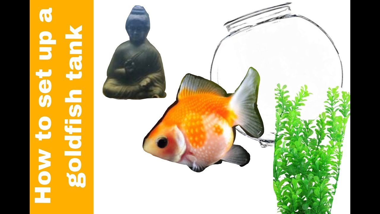 How to set up a goldfish bowl - YouTube