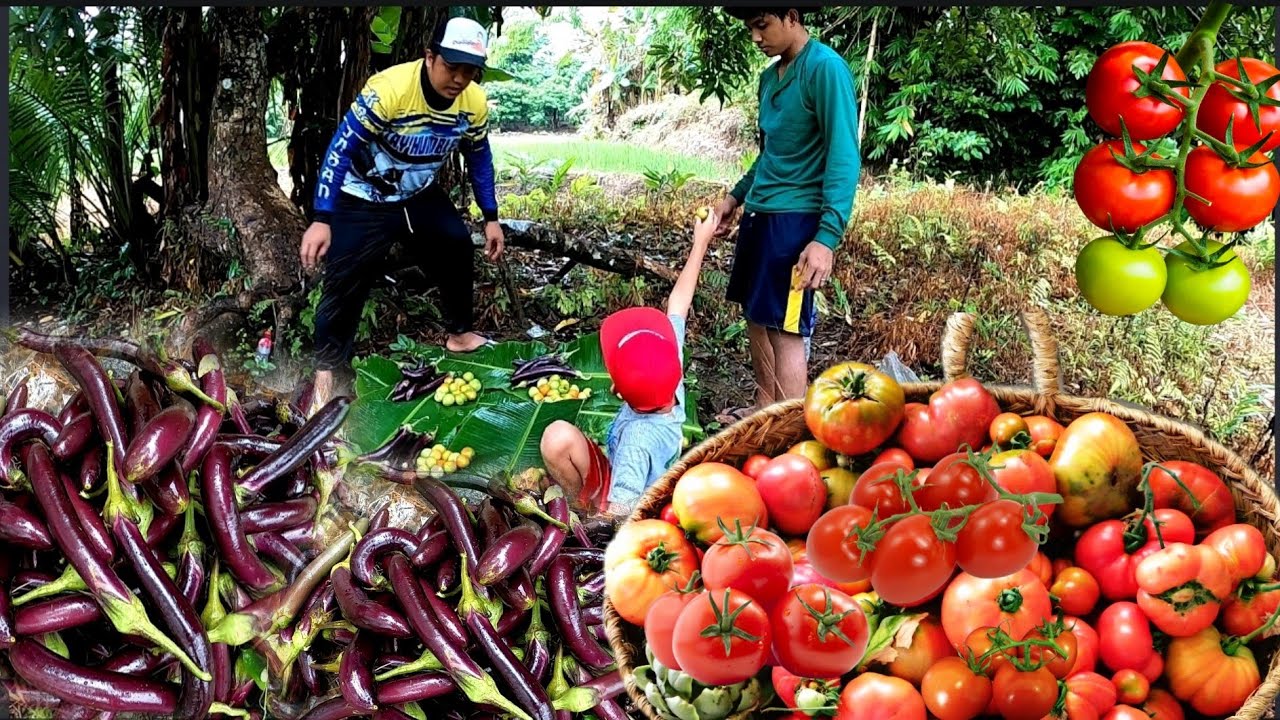 Pamamahagi ng Gulay kamatis at talong Dagsa na ang bunga ng gulay ...