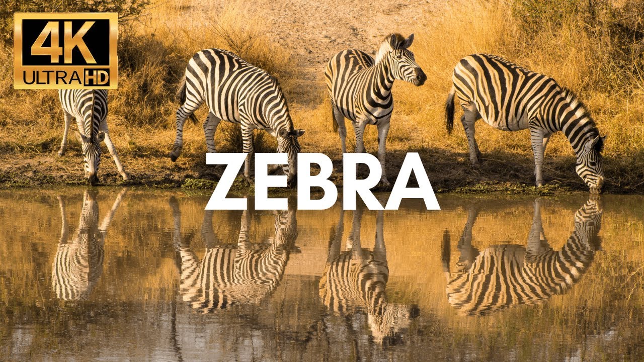 Zebras - 4K ULTRA HD [60 FPS] ~ Never Seen Before - YouTube