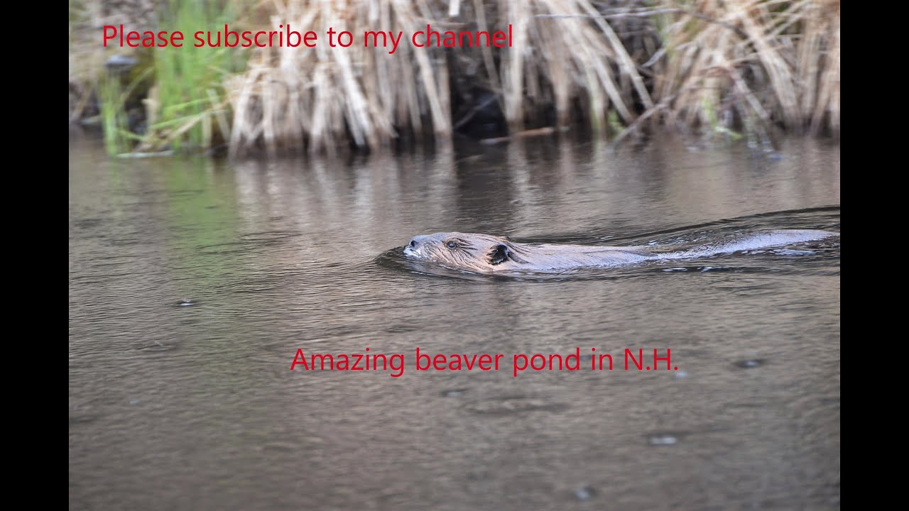 beaver pond in New Hampshire - YouTube