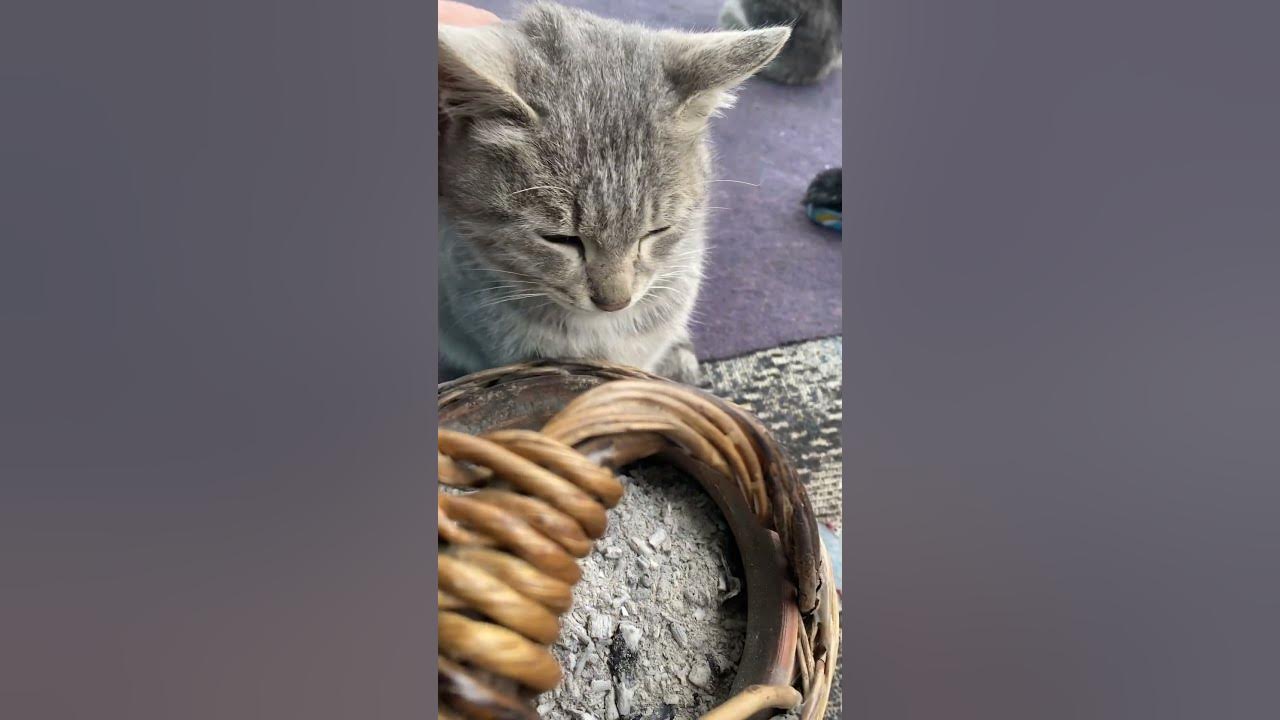 My sweet little cat - YouTube