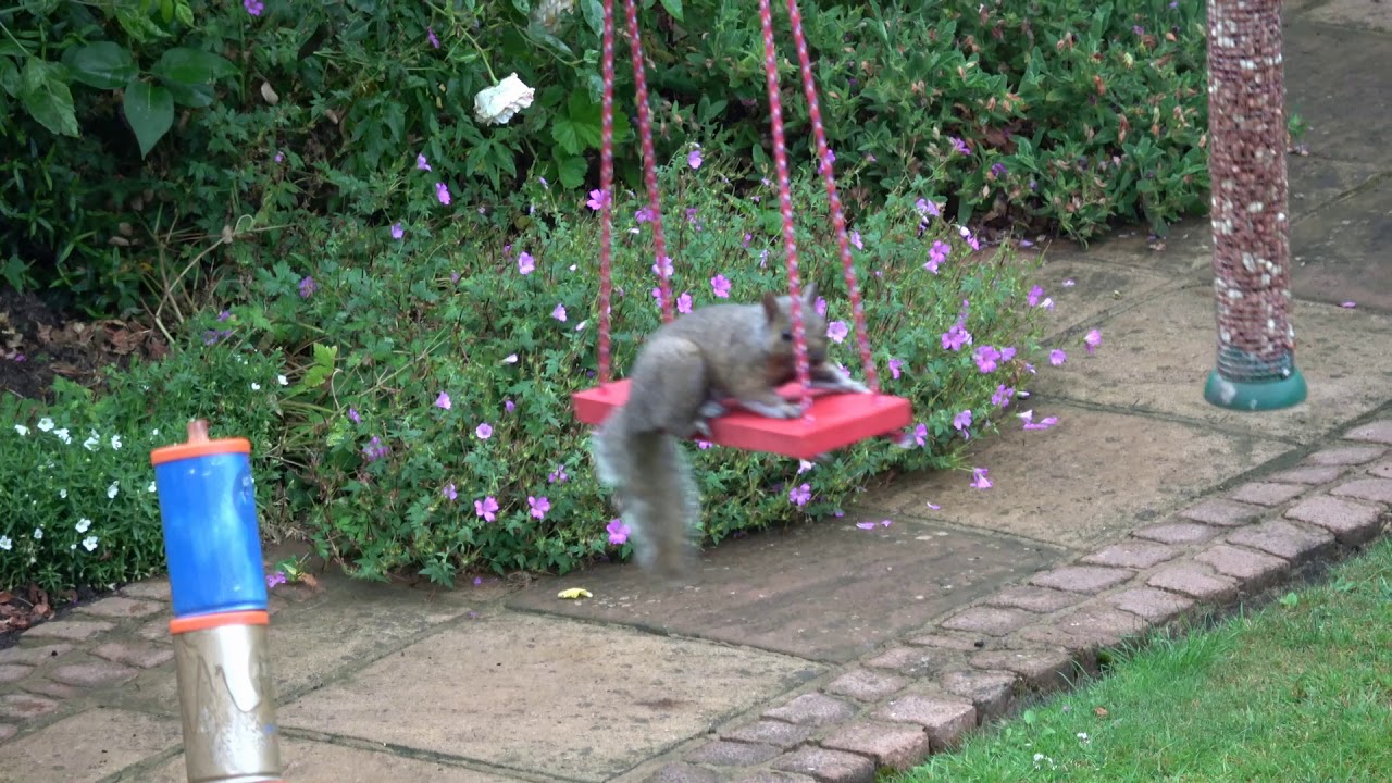 Squirrel on a Swing - YouTube