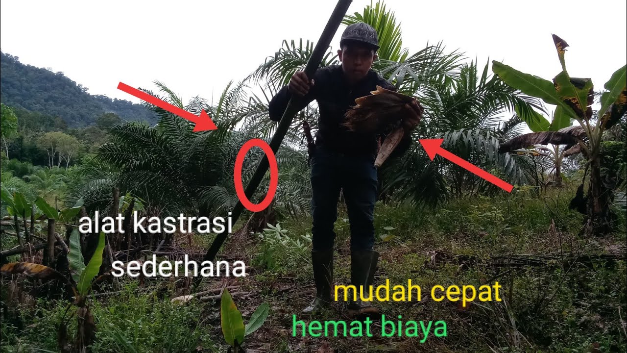 alat kastrasi sawit ,sederhana mudah cepat dan hemat biaya #sawit #alat ...