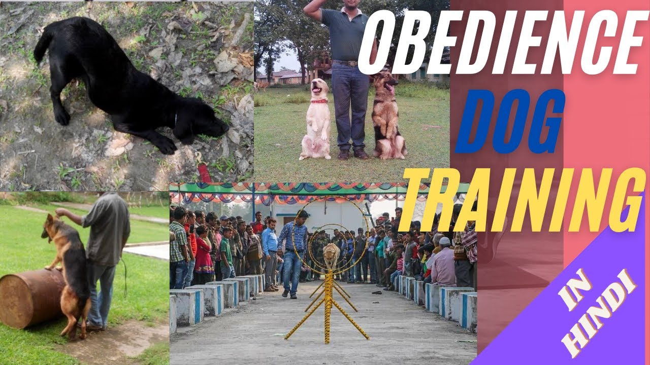 Dog training in hind | Obedient dog training | Certified obedience dog ...