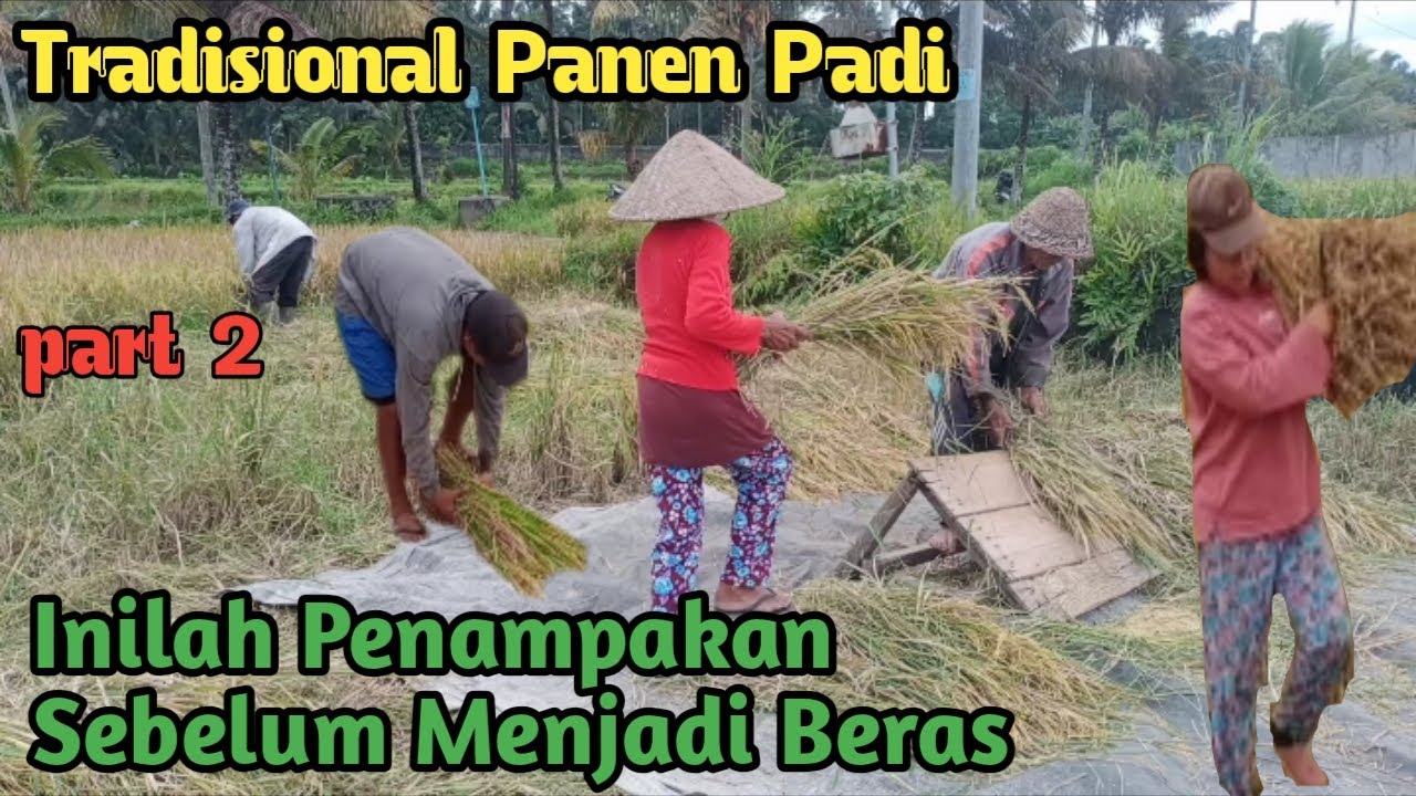 Panen Beras, Inilah Penampakan Sebelum Menjadi Beras, Masih Tradisional ...