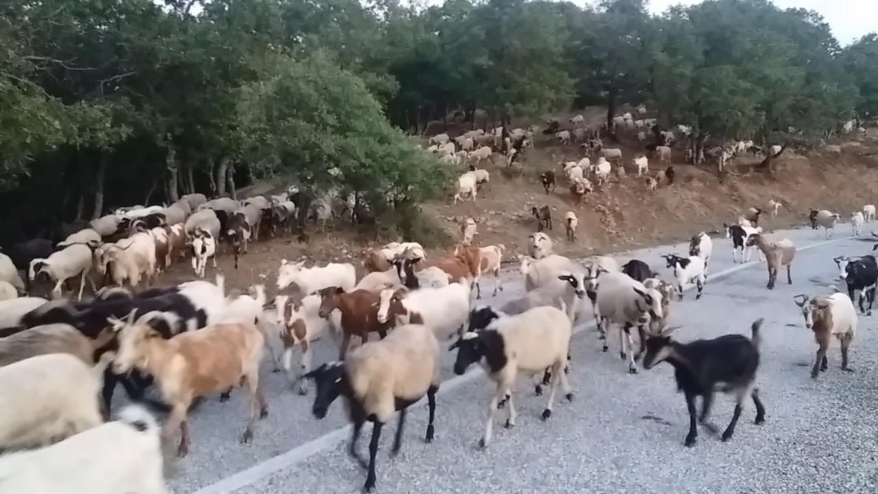 Βλαχαβα καλαμπακας..Το κοπαδι του Μιχαλη Ντιναπογια!! - YouTube
