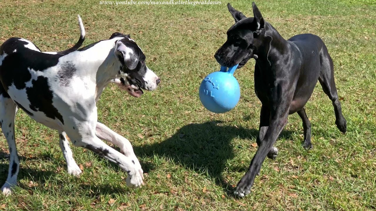 Great Dane Watch Dogs Love Pouncing and Bouncing With Their Jolly Ball ...