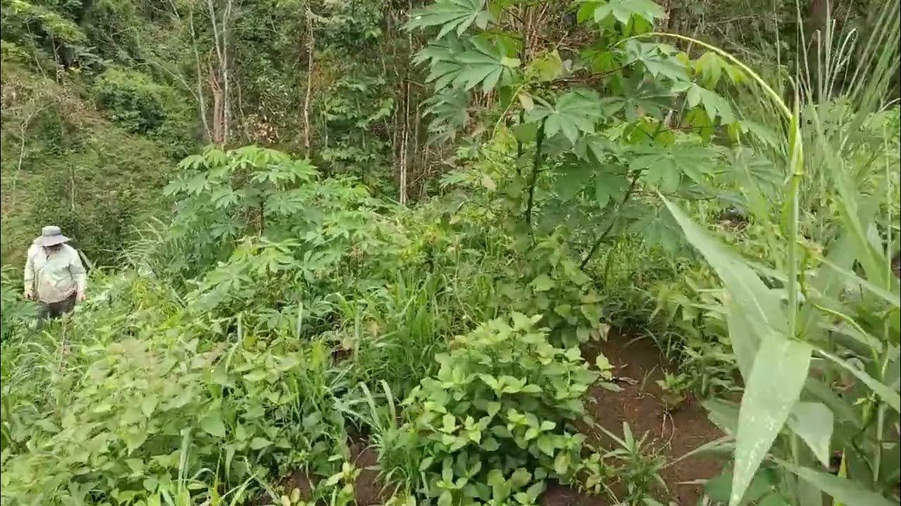 1/6/2024 mus luaj nroj zaub nyuj nawb - YouTube