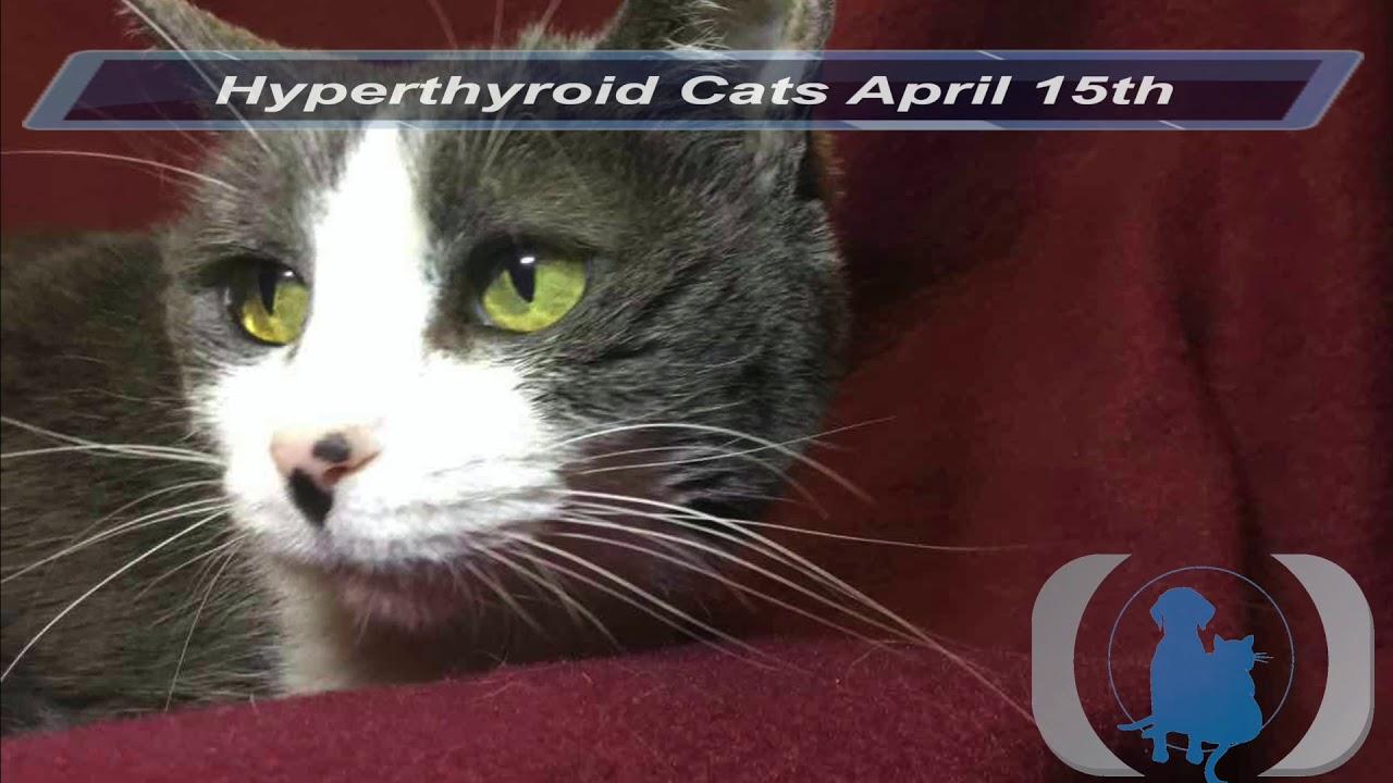 Hyperthyroid Cats April 15th - YouTube