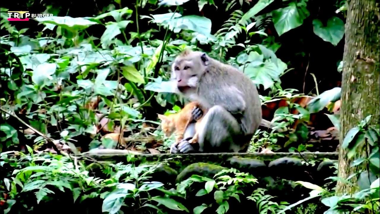 monos y gatos peleas شجار القطط مع القرده - YouTube