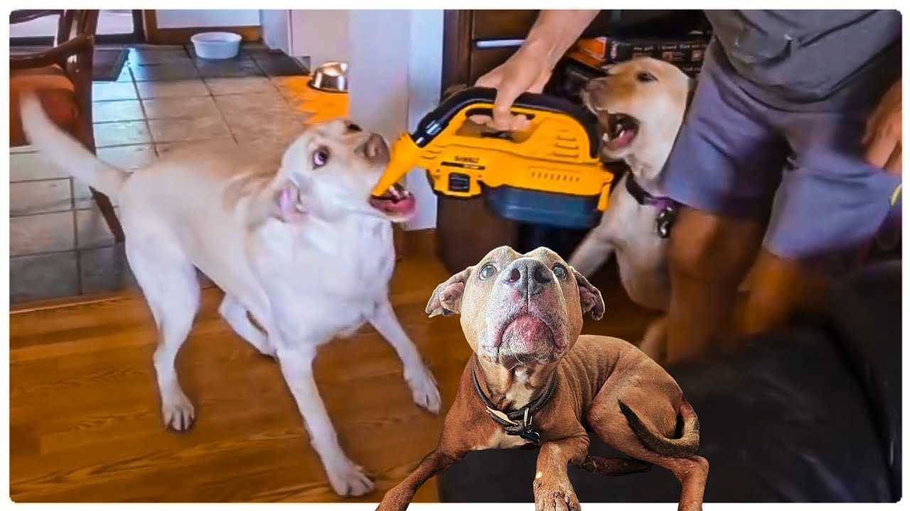 Dogs Acting 110% Crazy - YouTube
