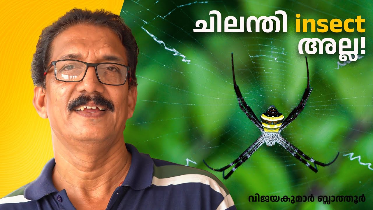 ചിലന്തി ഇൻസെക്റ്റ് INSECT ആണോ? Is spider an insect ? malayalam - YouTube