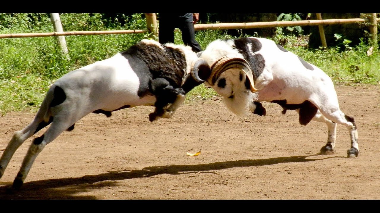 Ram Fighting - YouTube