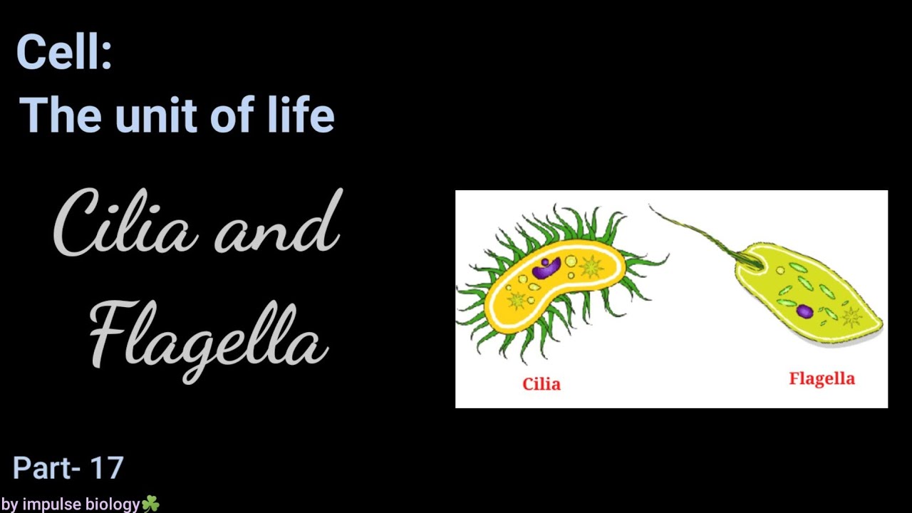 Cilia And Flagella Animal Cell