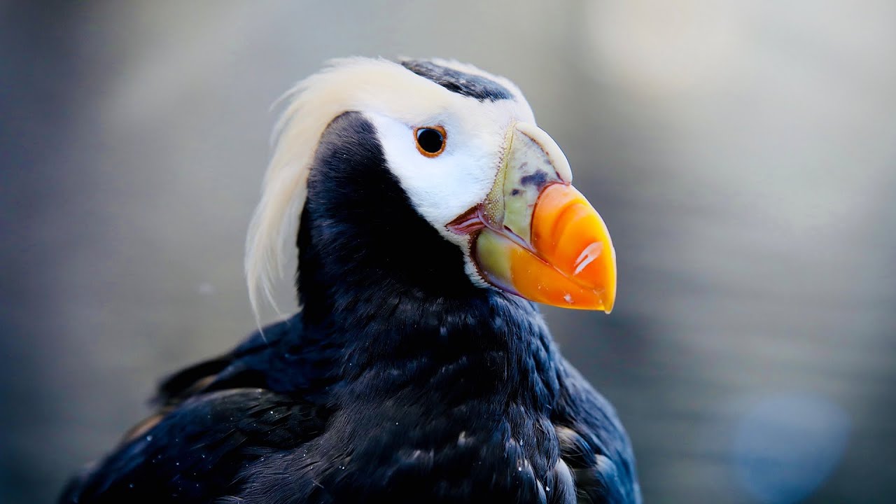 Virtual Visit: The Puffin Episode - YouTube