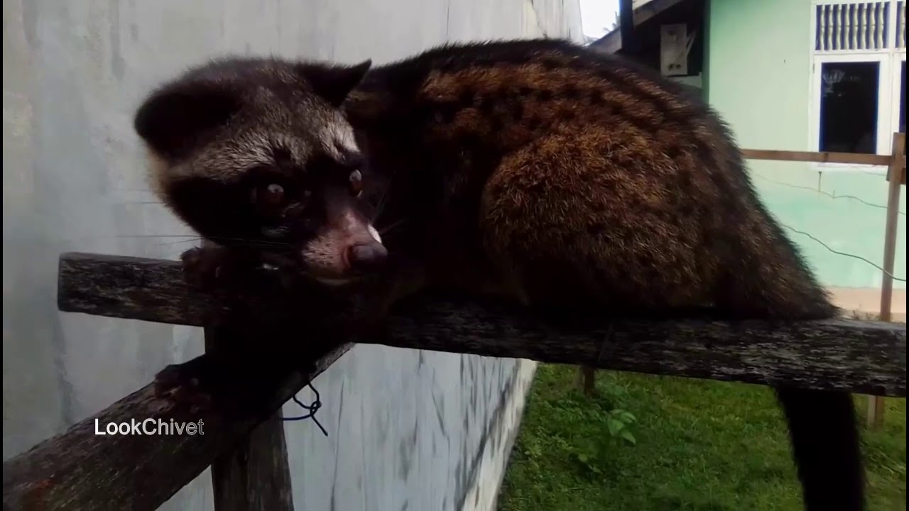 Ternyata ini dia Musang pandan ekor putih - YouTube