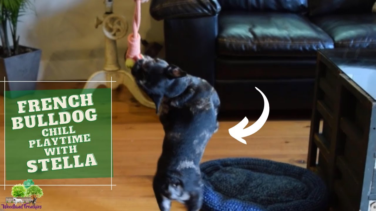A Chill Playtime With My French Bulldog Stella - YouTube