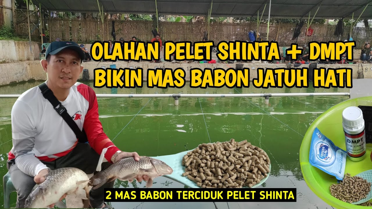PAKAI UMPAN PELET SHINTA PLUS DMPT DI LAPAK ANGKER MASIH DAPAT BABON ...