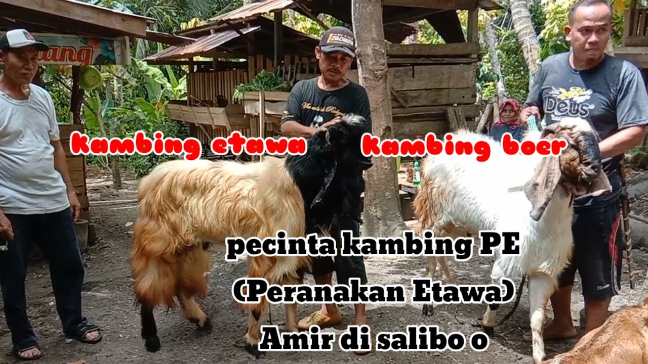 kambing PE(peranakan etawa) super #kambingetawa #kambing # ...
