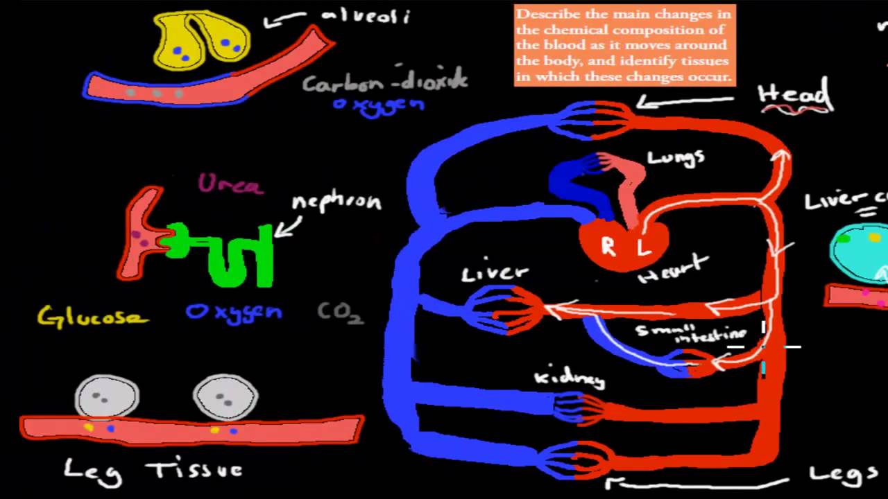 MB.2.7. Changes in chemical composition of blood (HSC biology) - YouTube
