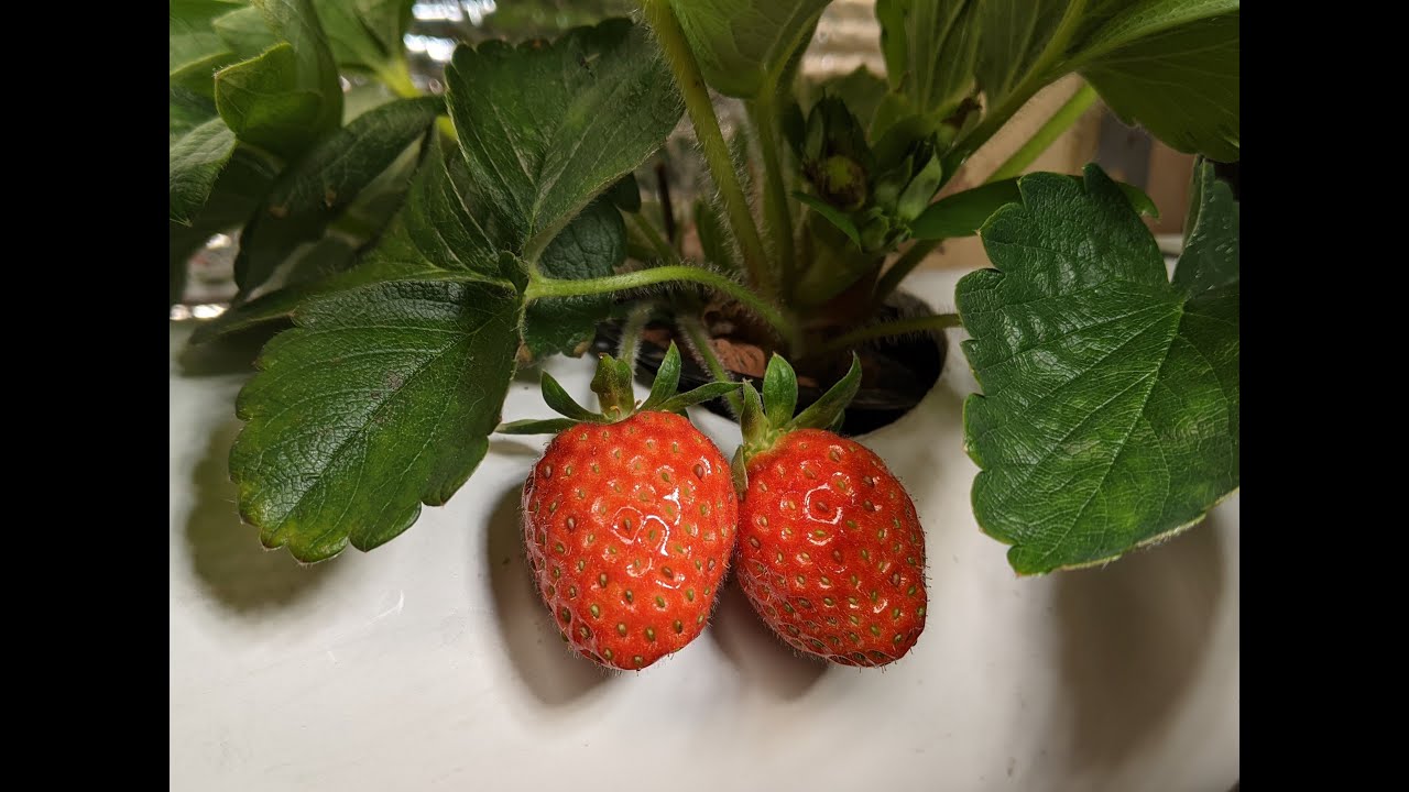 Strawberries in winter! NFT system overview - YouTube