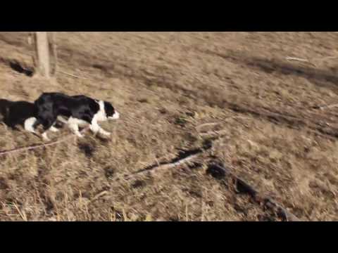 Cowlie on lambs