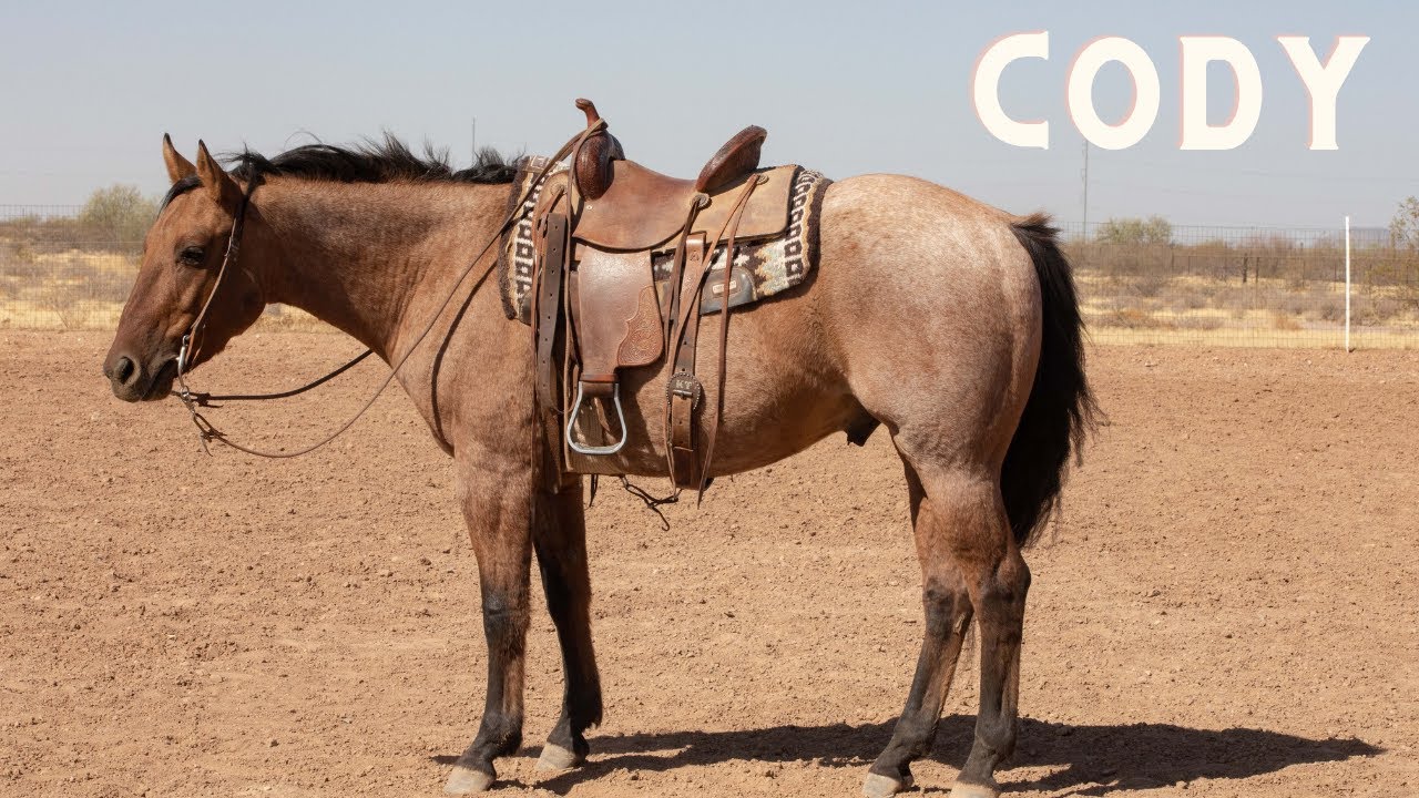 Introducing Cody: Stunning Bay Roan Dun Gelding Ready for Adventure ...