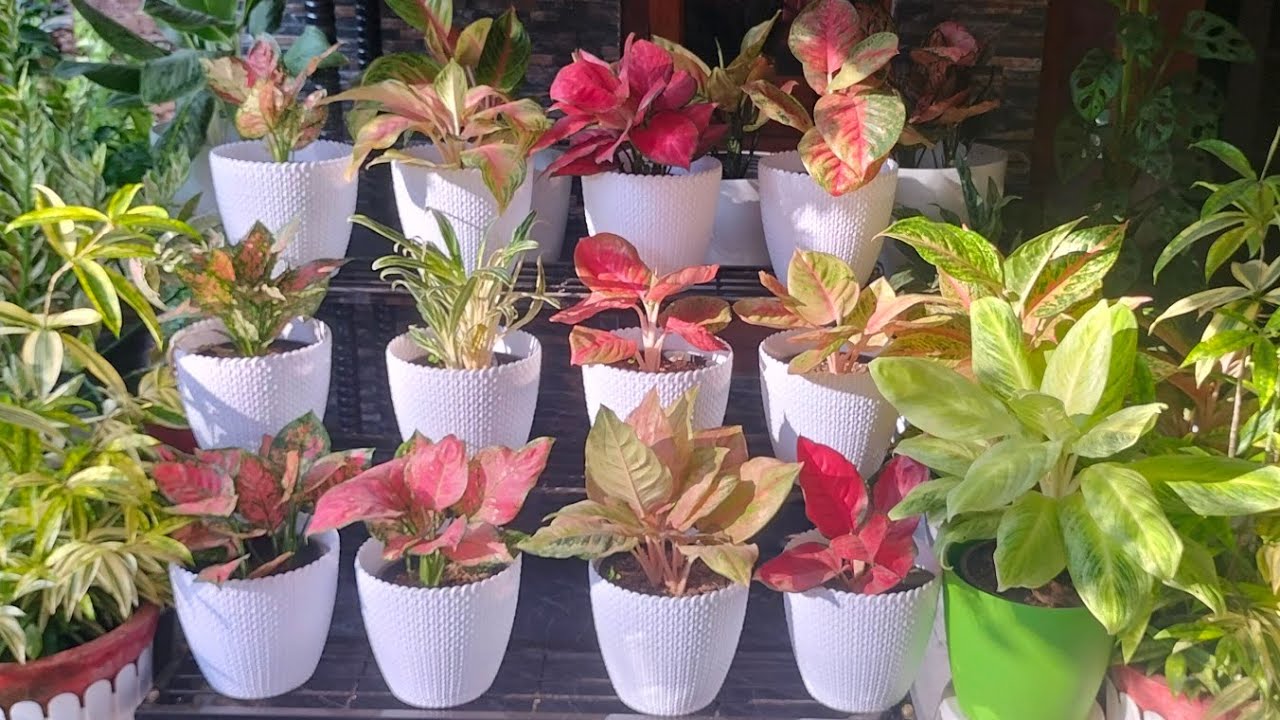 Flower stand from Flipkart - YouTube
