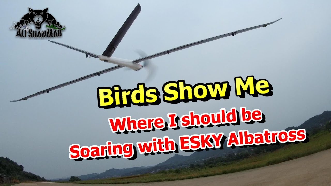 Birds Showing me Where to Soar with ESKY Albatross Electric RC Glider ...