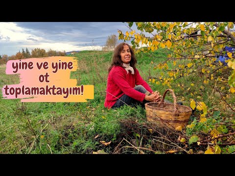 Ot Toplama Maceramı Kaçırmayın! Doğadan Sofraya