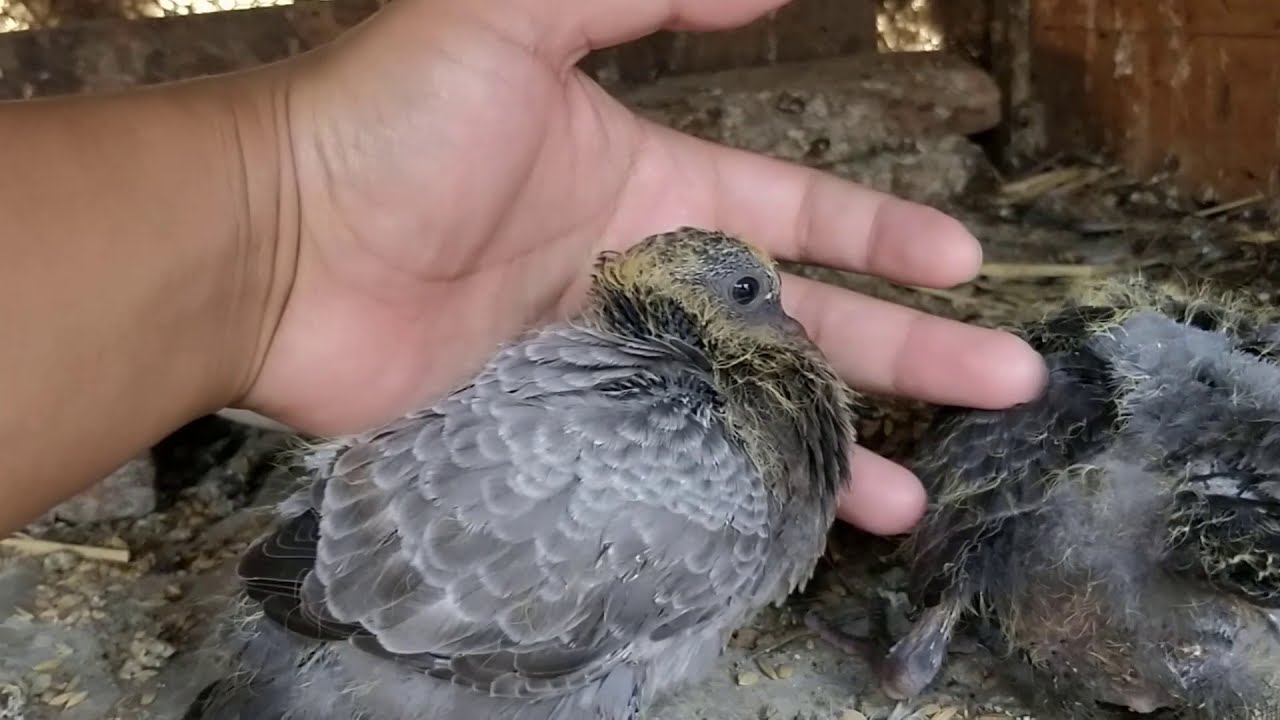 Watch a Pigeon Grow: Day 0 to 36 | Incredible Pigeon Growth Time-lapse ...