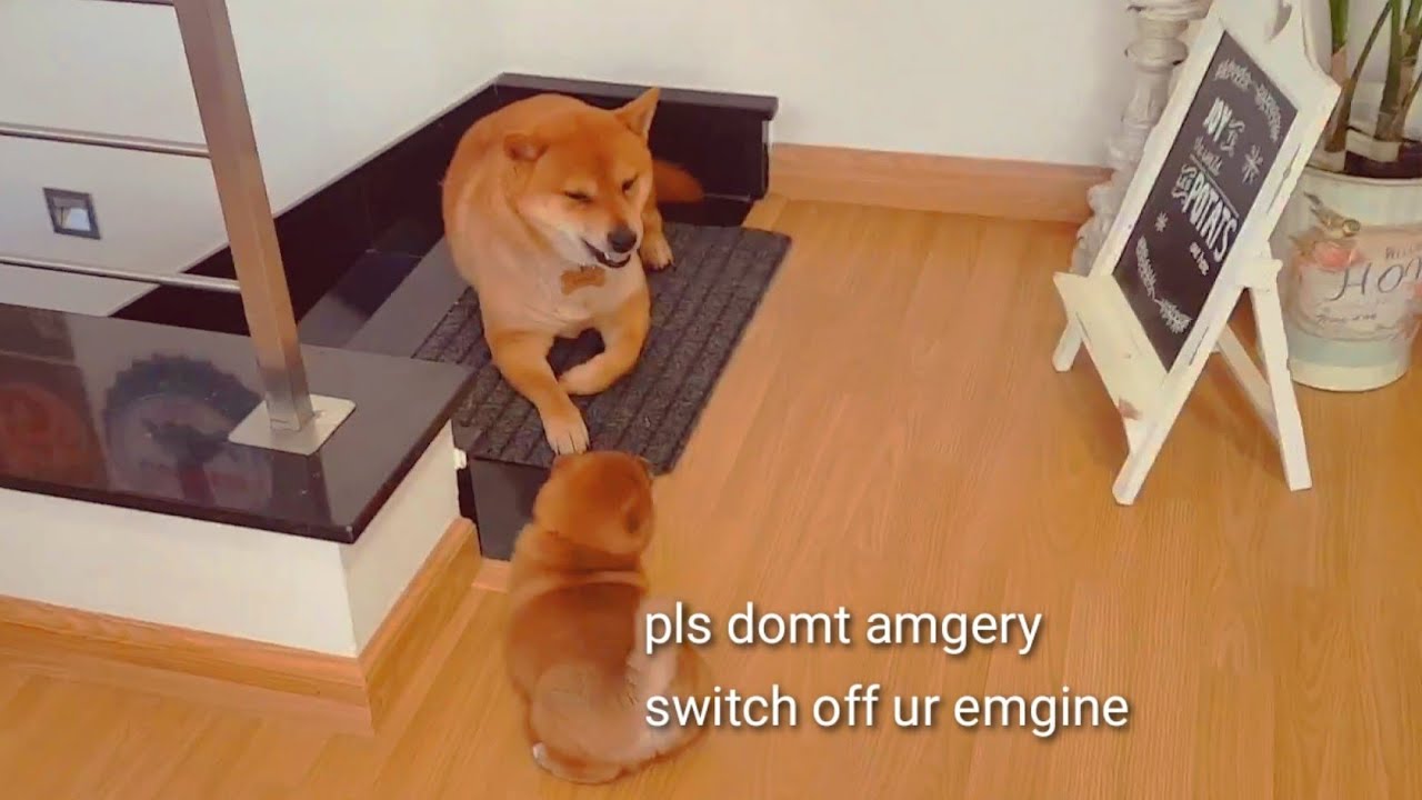 Insolent Potat = Amgery Daddo - Shiba Inu puppies (with captions) - YouTube