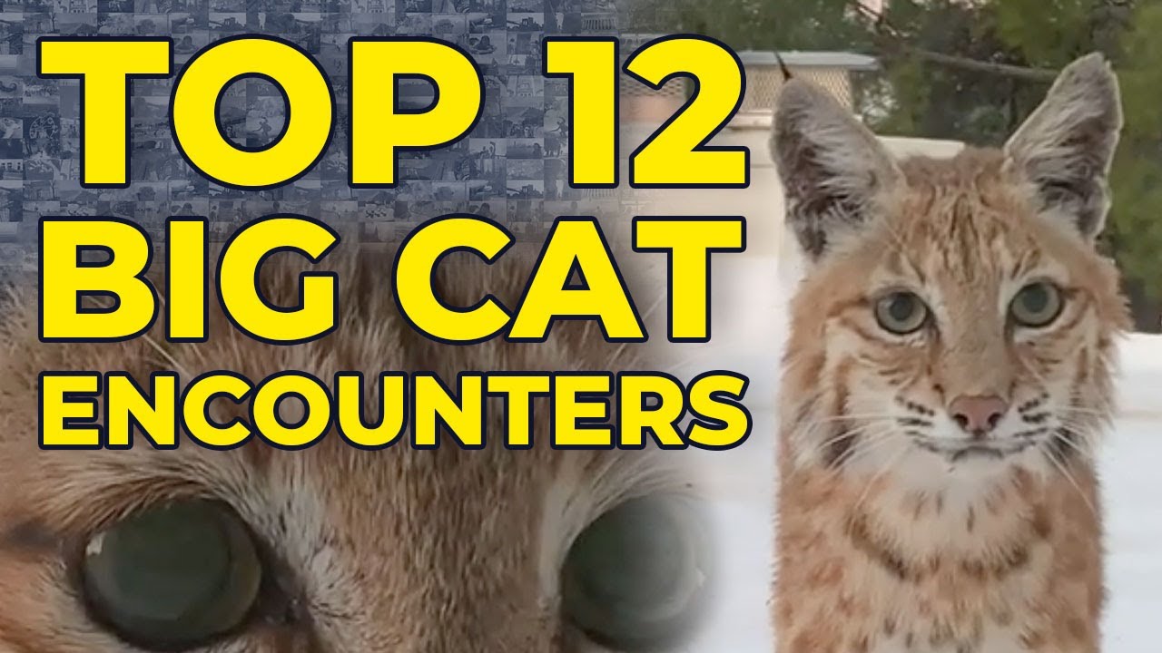 Top 12 Big Cat Encounters - YouTube