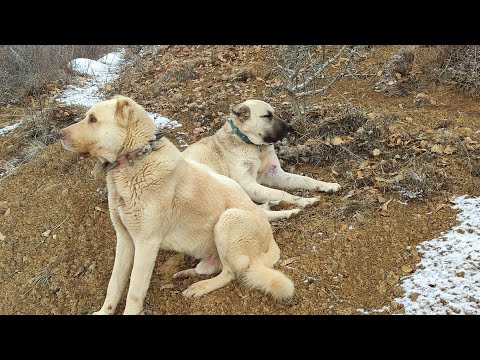 KÖPEKLERİM YARALI GELDİ KURTMU DOMUZLAMI BOĞUŞTULAR