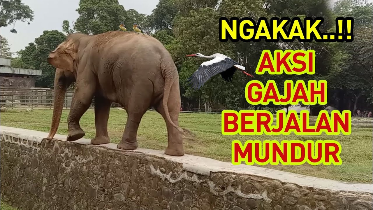 Ngakak.!! Aksi Lucu Gajah Berjalan Mundur - YouTube